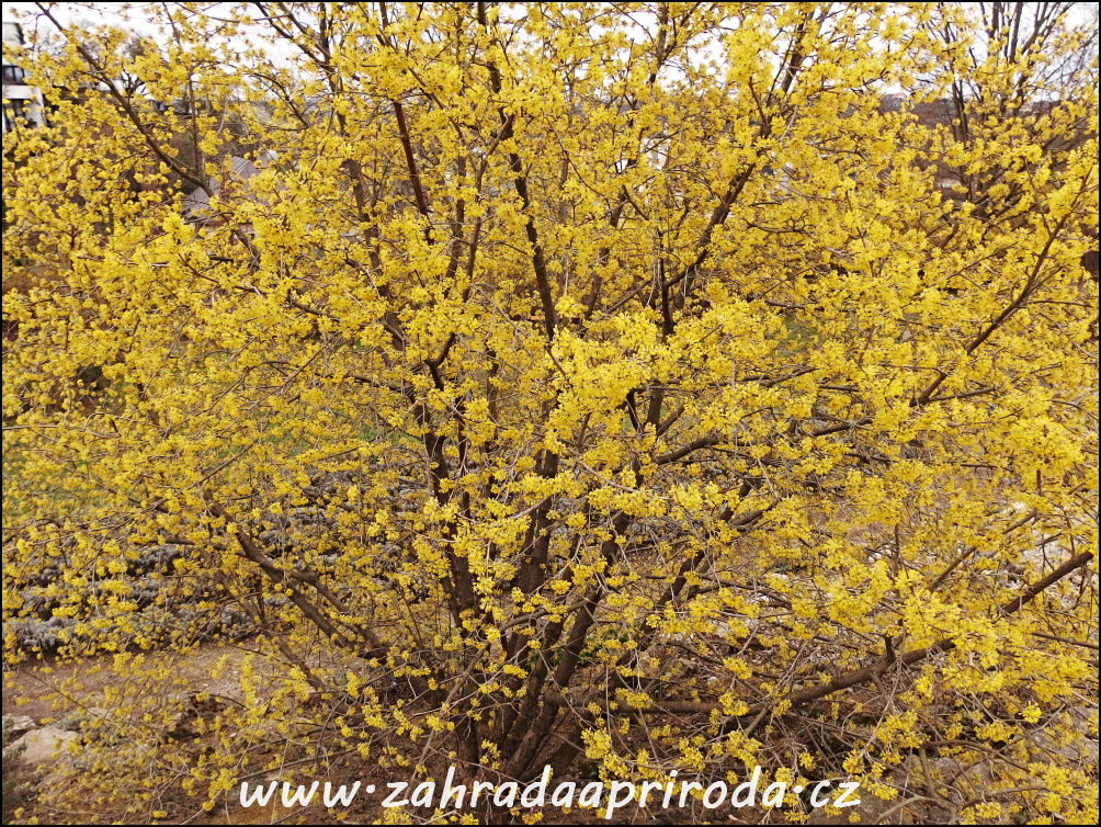 Dřín obecný - Zahrada a Příroda ovocný strom, okrasný strom